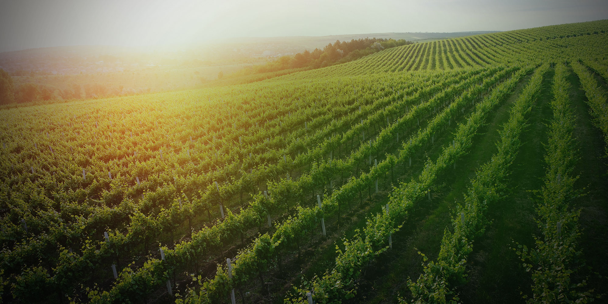 FoxFarm Soil & Fertilizer Company