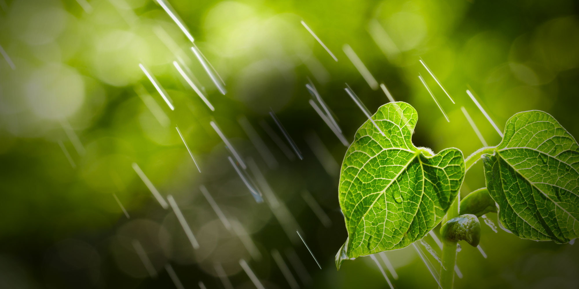 FoxFarm Soil & Fertilizer Company