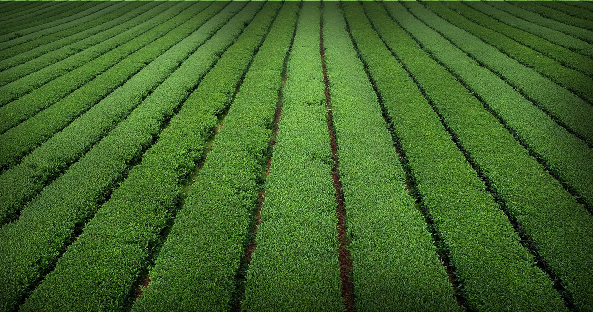 FoxFarm Soil & Fertilizer Company