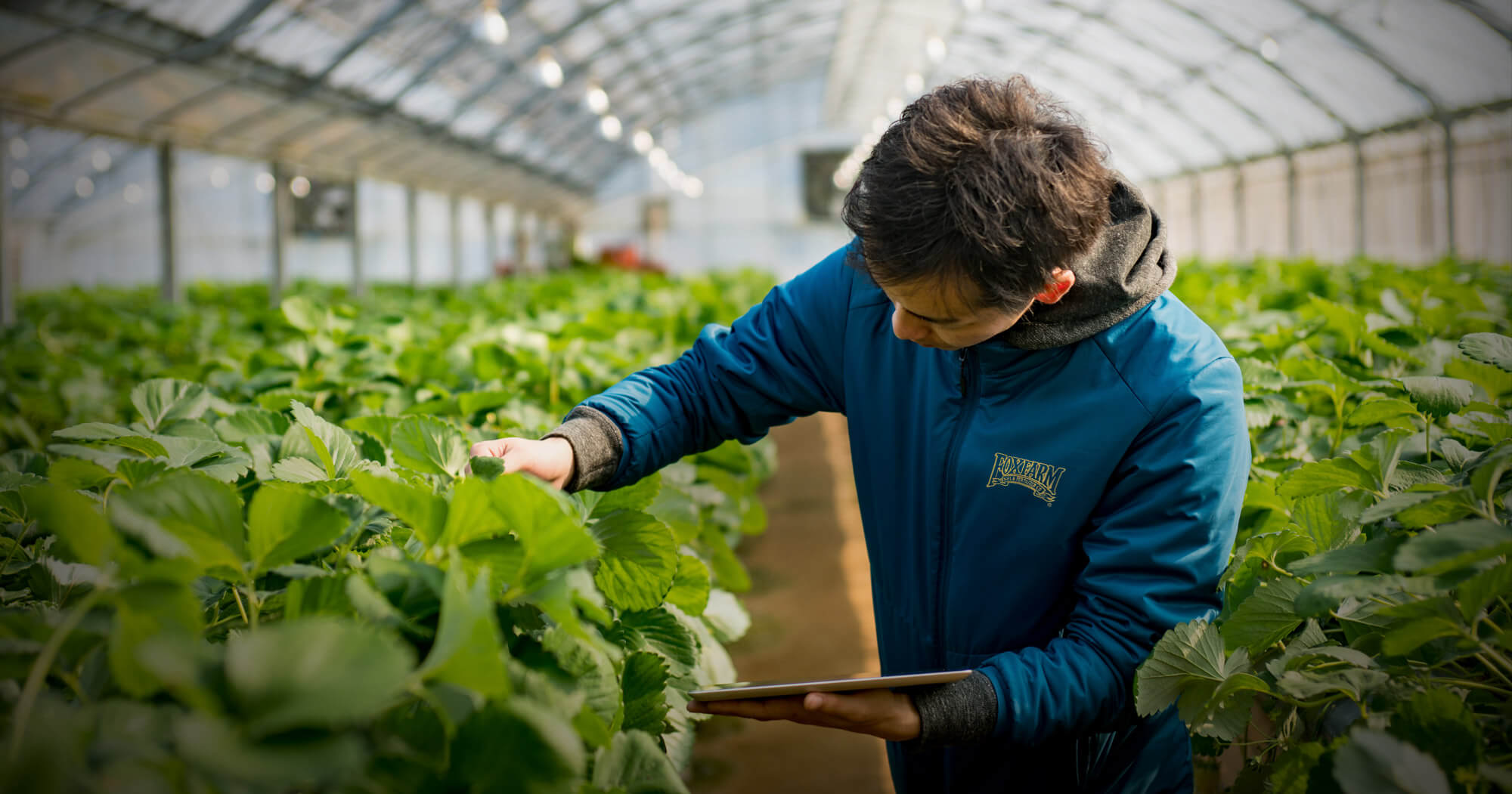 FoxFarm Soil & Fertilizer Company