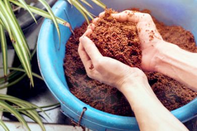 Coir Values: What You Need to Know About Coco Coir - FoxFarm Soil ...