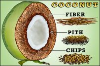Coir Values: What You Need to Know About Coco Coir - FoxFarm Soil ...